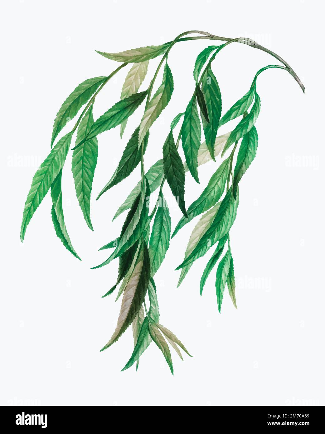 Vintage weeping willow branch vector Stock Vector Image & Art - Alamy