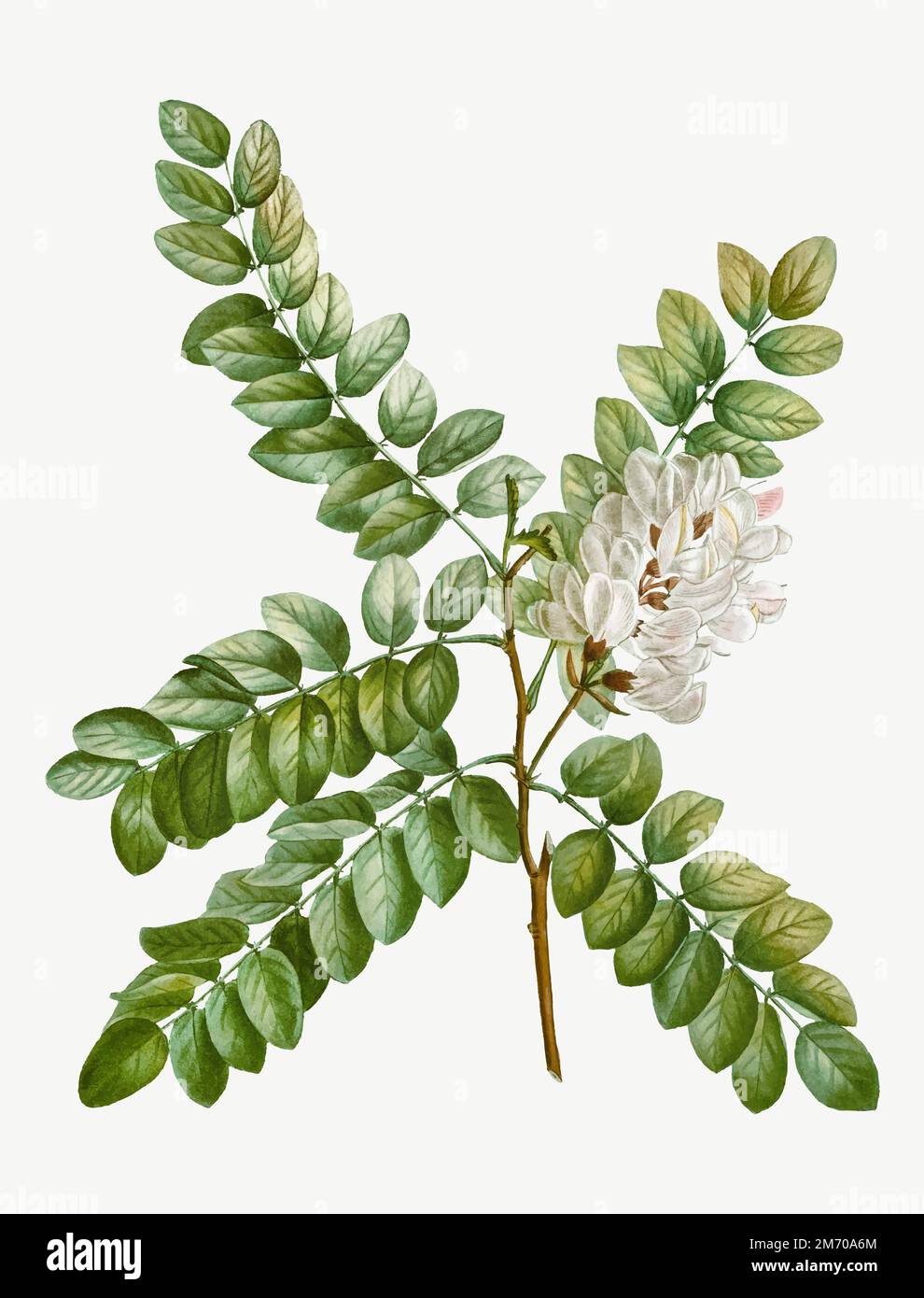 Vintage clammy locust flower vector Stock Vector Image & Art - Alamy