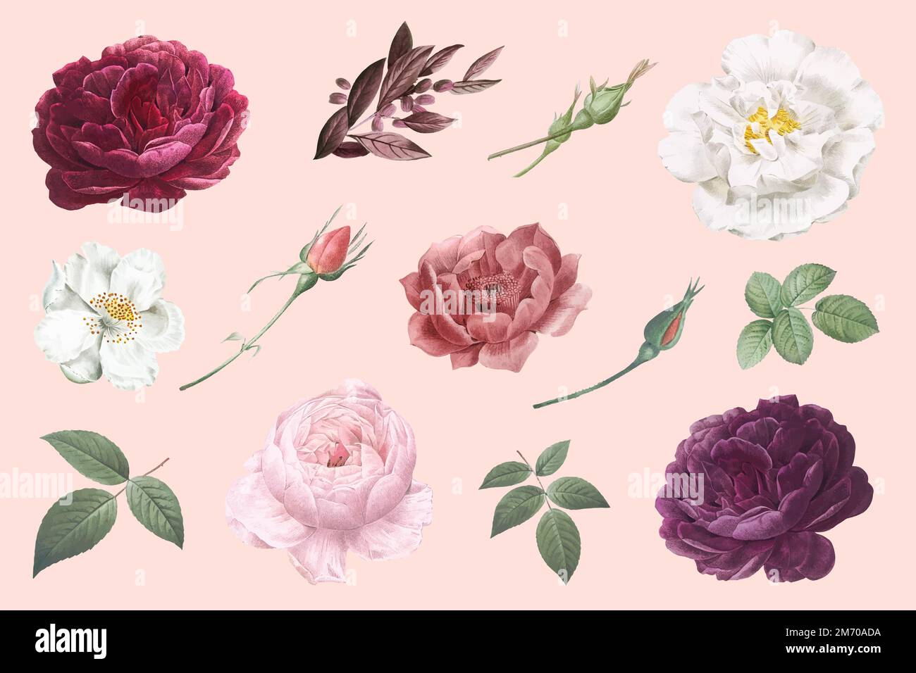Beautiful hand drawn various roses collection vector Stock Vector Image ...