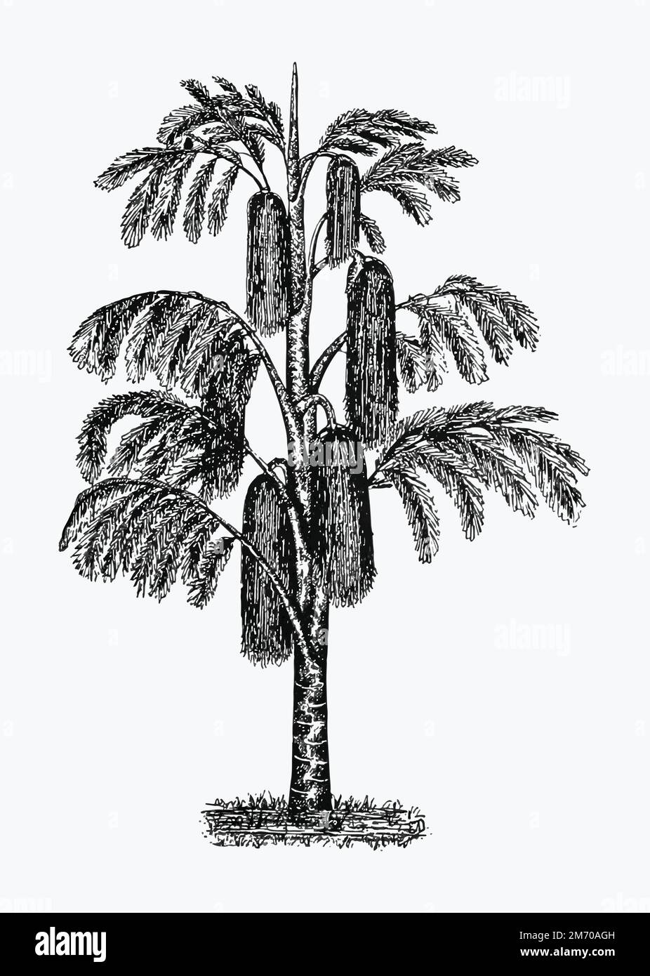 Tropical tree illustration vector Stock Vector Image & Art - Alamy