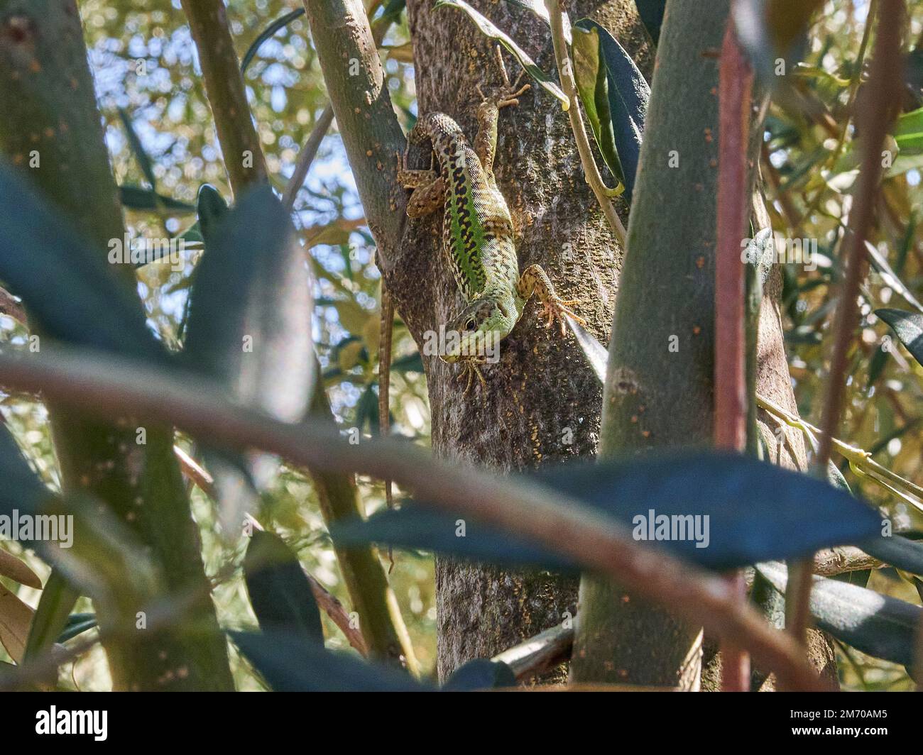 Camouflaged lizard in jungle hi-res stock photography and images - Alamy