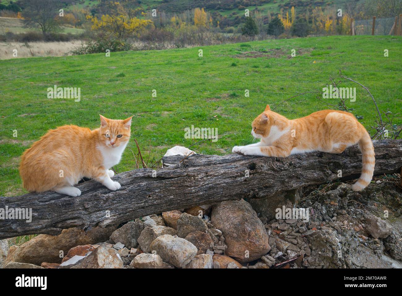 Gatitos gatos hi-res stock photography and images - Alamy