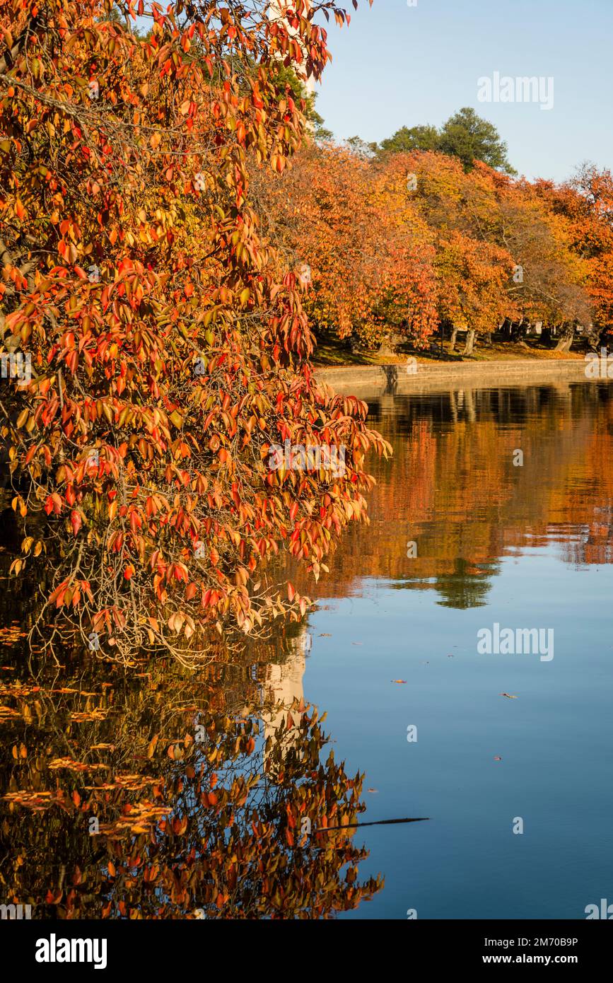 West Potomac Park and Tidal Basin in autumn, Washington, D.C., USA ...