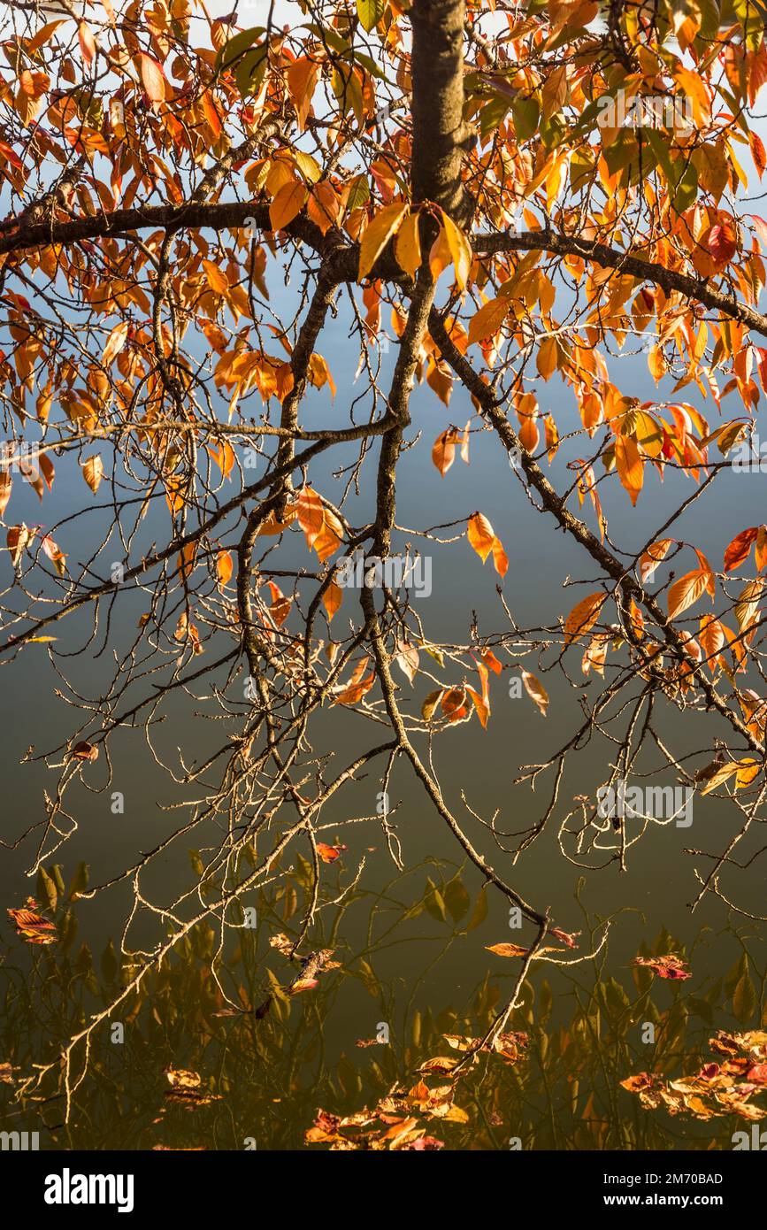 Autumn at the tidal basin hi-res stock photography and images - Alamy