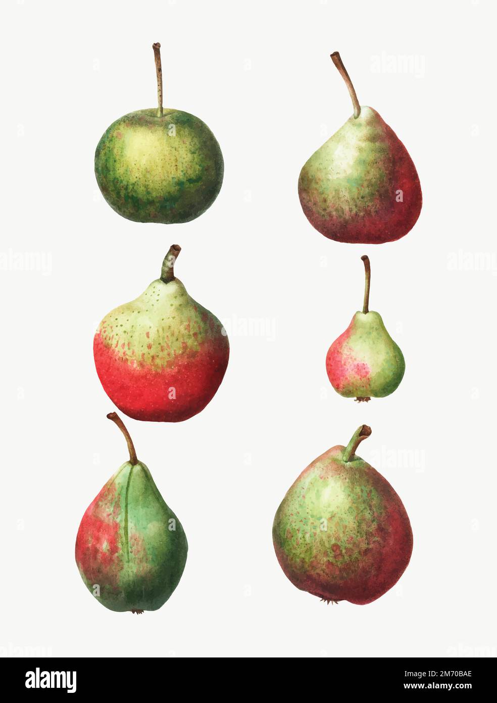 Vintage ripe pear fruits vector Stock Vector Image & Art - Alamy