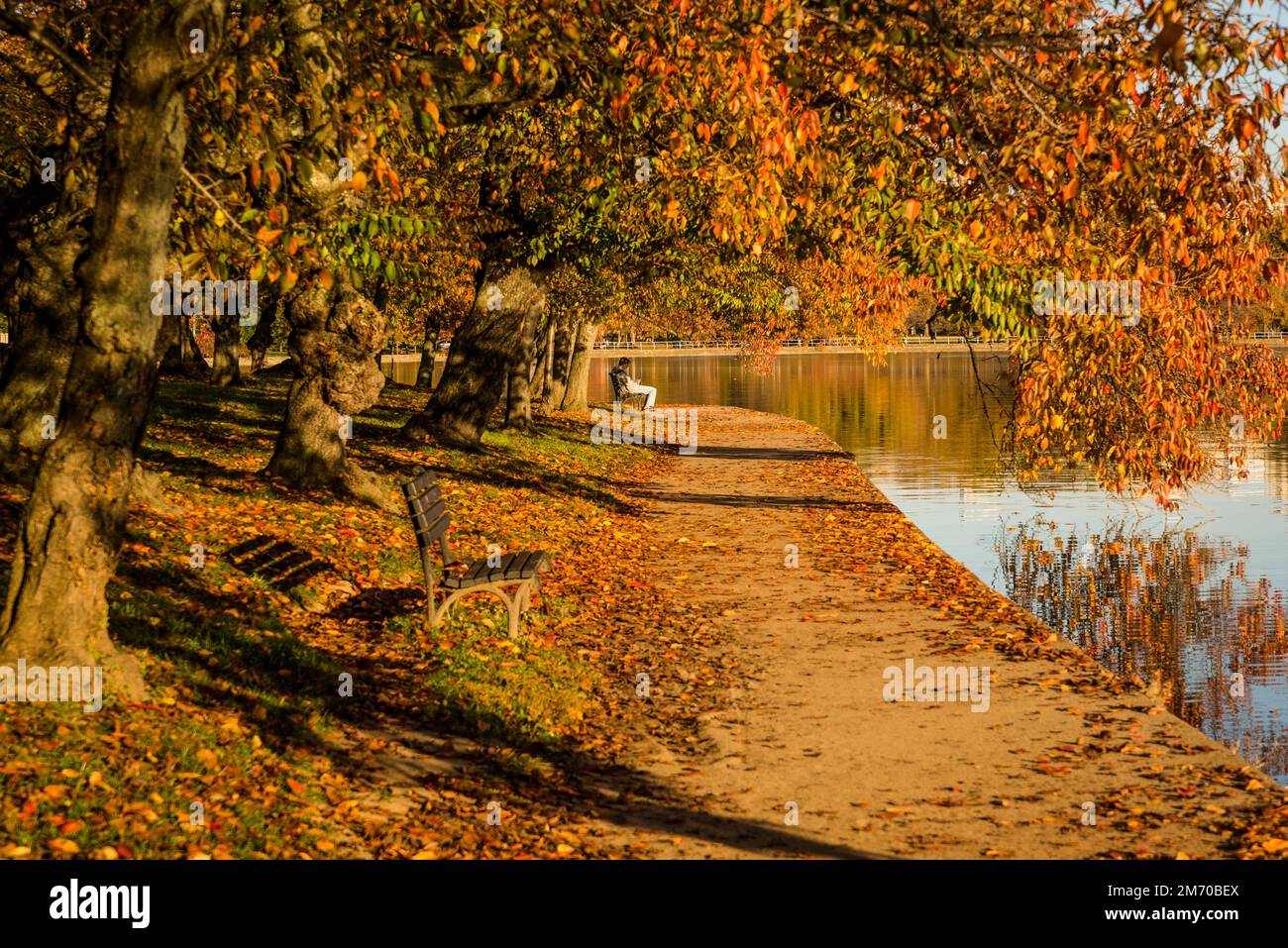 West Potomac Park and Tidal Basin in autumn, Washington, D.C., USA ...