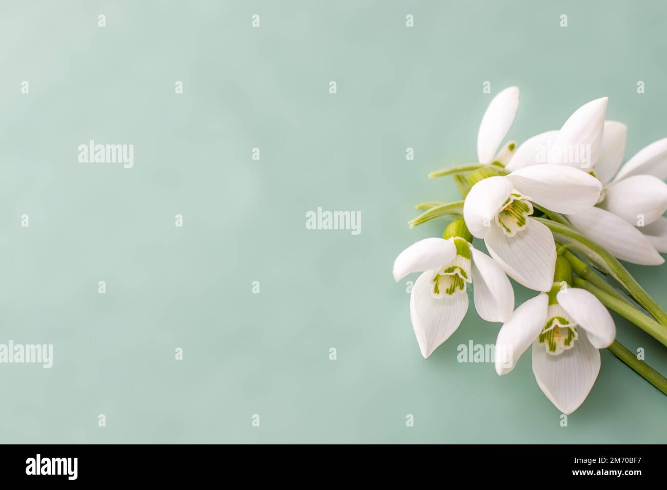 one or bouquet of snowdrops in tequila glass isolated pattern mock up ...