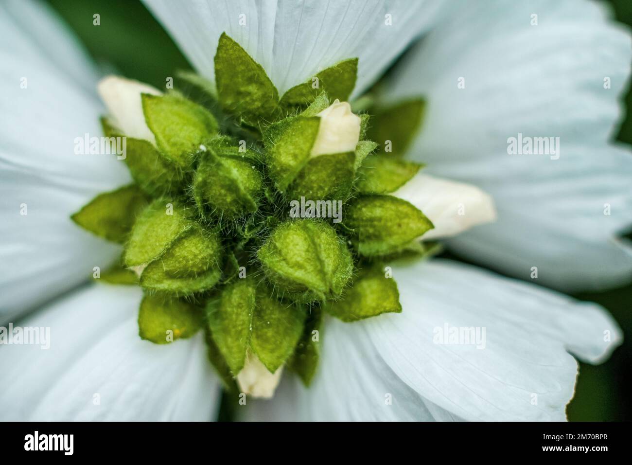 Common mallow high tall hi-res stock photography and images - Alamy