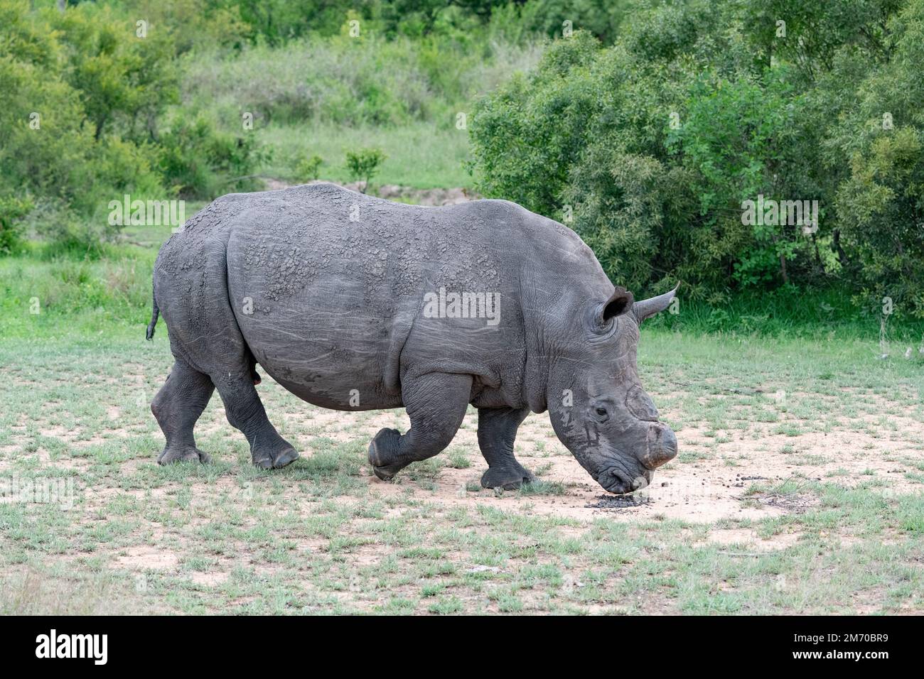 single Rhino with its horn cut off in a dusty part of the savannah in ...