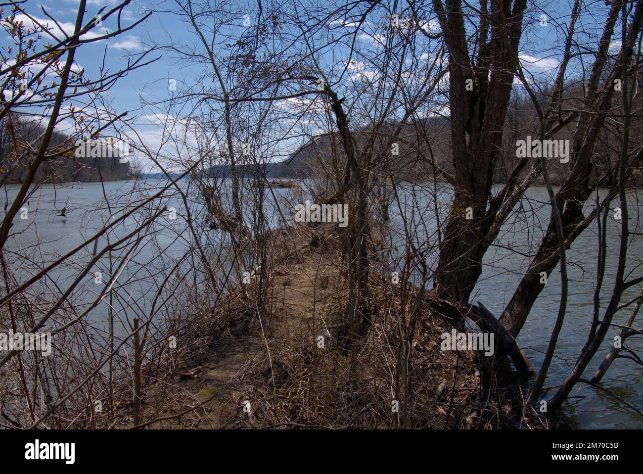 Thorns and vines of Peavine Island-Susquehanna River in Pennsylvania ...