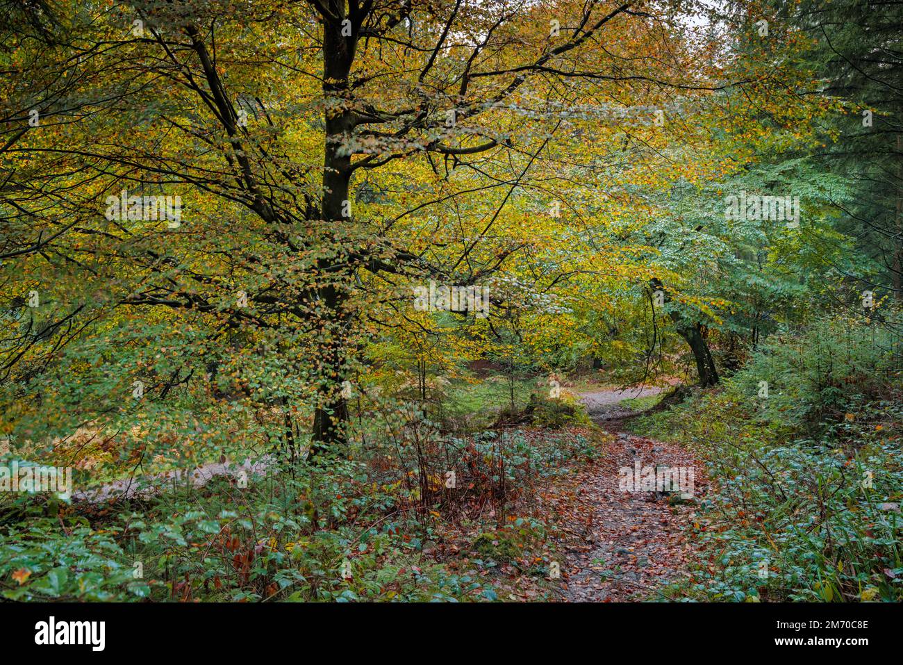 Rocky footpath through woodland in the Wye Valley Stock Photo - Alamy
