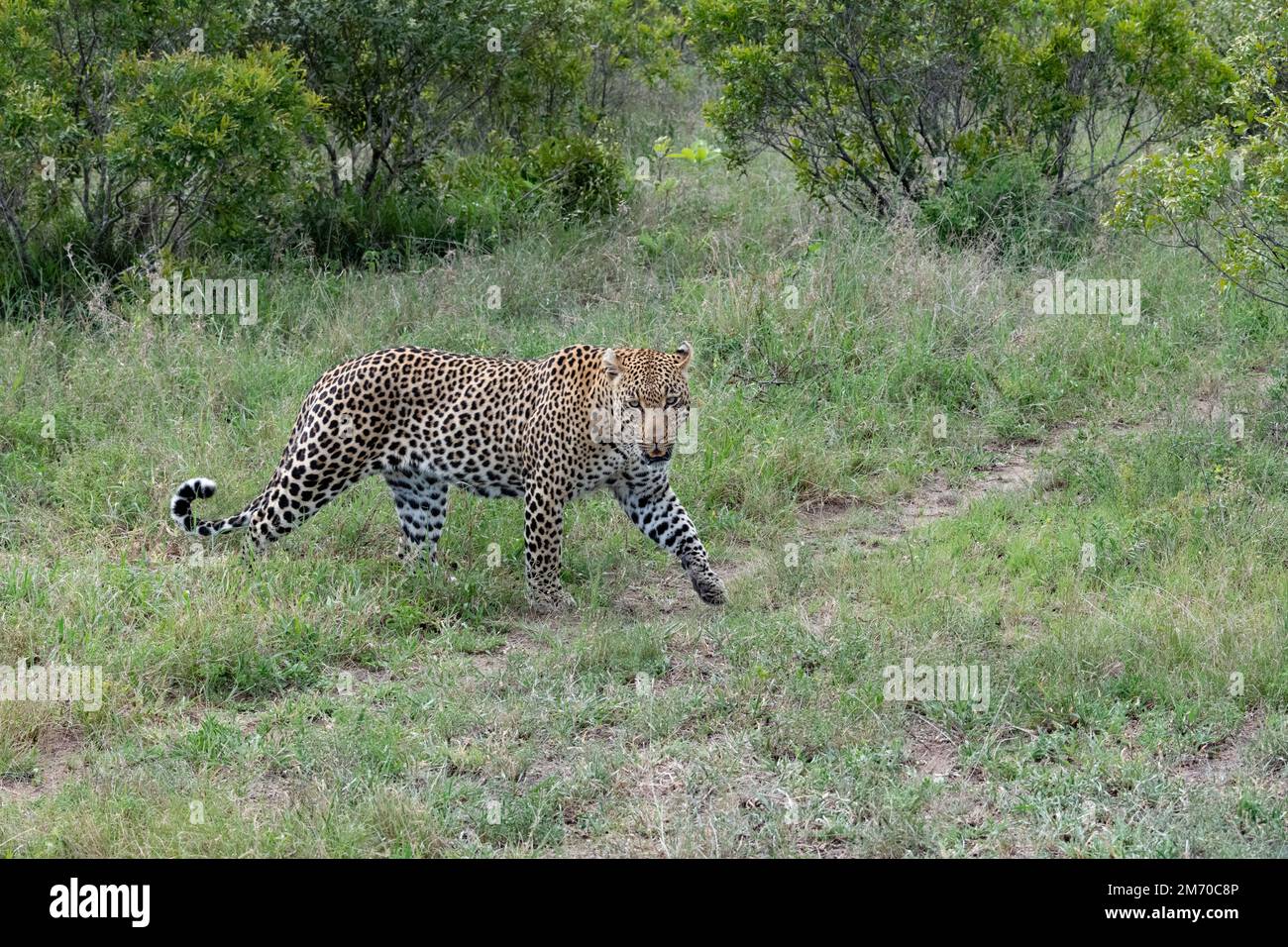 Large male Leopard walking in the grasslands of the Kruger National ...