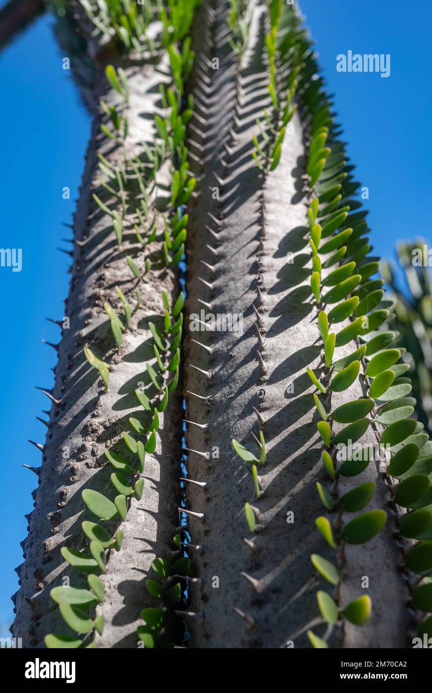 Madagascan native hi-res stock photography and images - Alamy