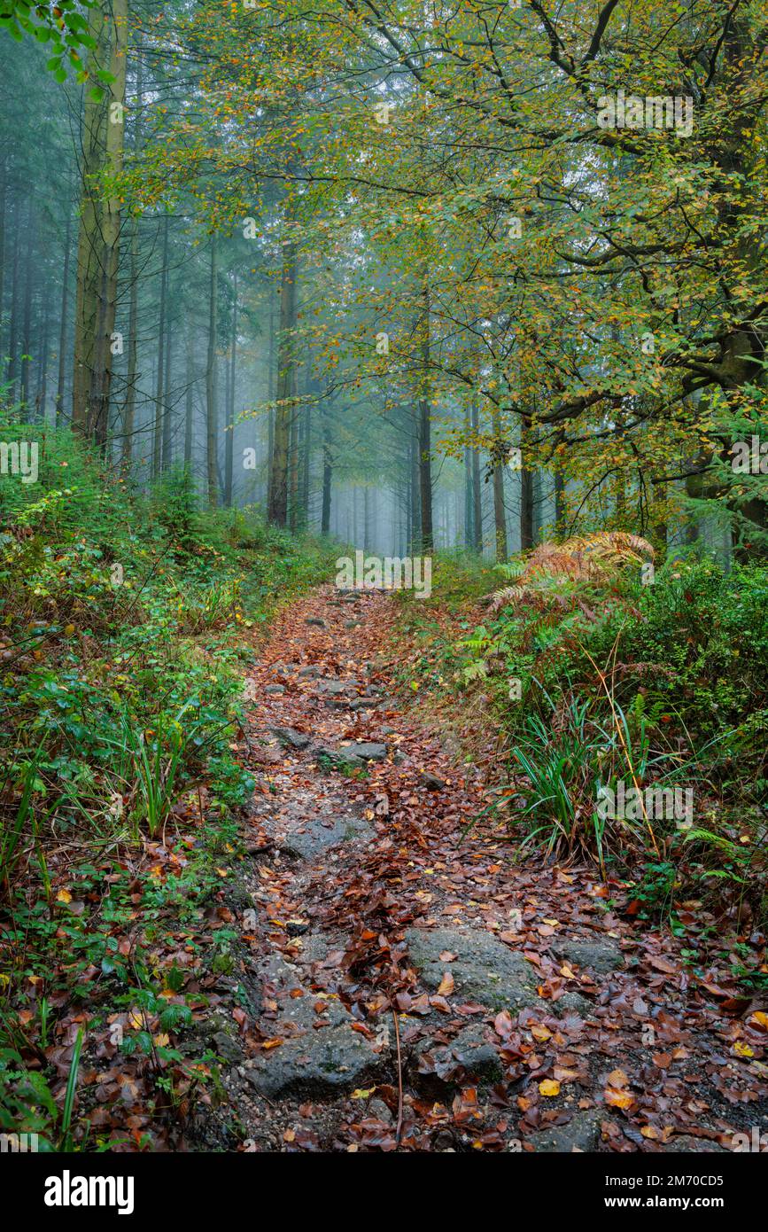 Rocky footpath through woodland in the Wye Valley Stock Photo - Alamy