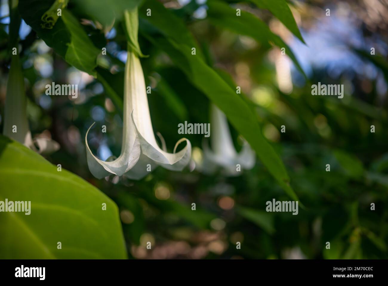 White angel's trumpet on blurred green leaves background. Warm light bokeh Stock Photo - Alamy