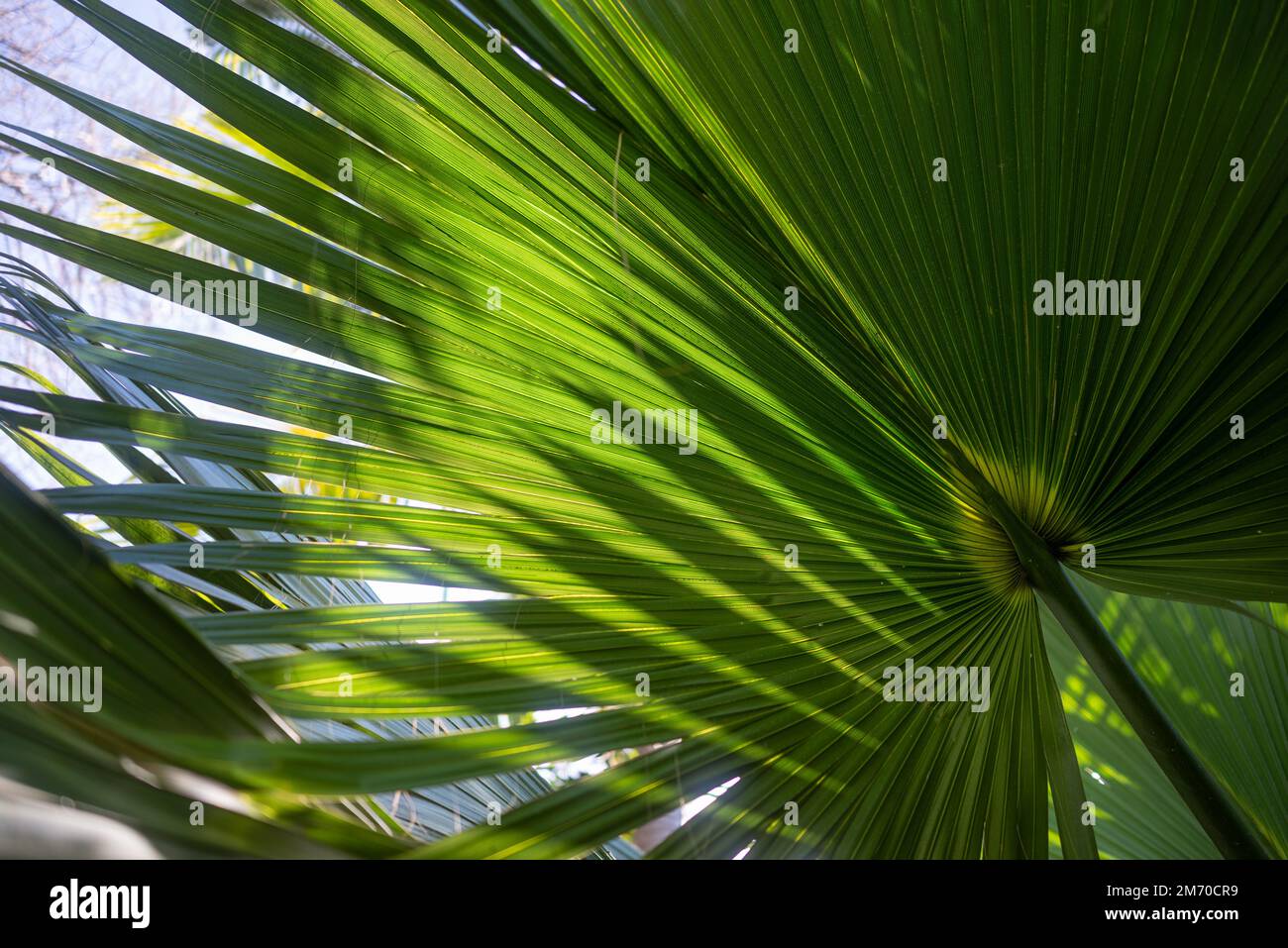 Mostly blurred fan palm tree leaves background with blue sky. Fan-like ...