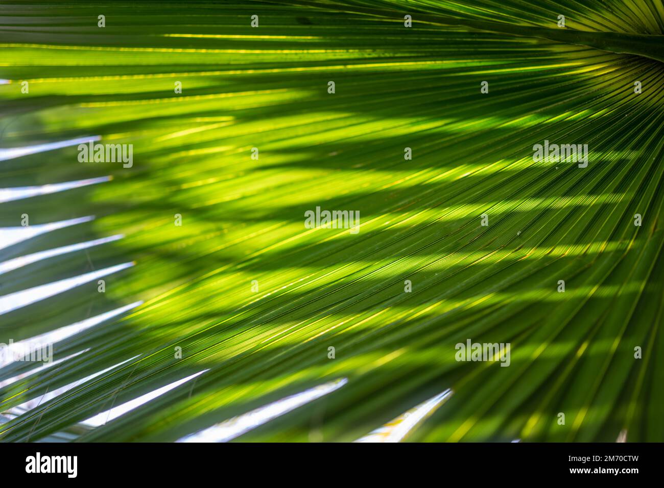 Mostly blurred fan palm tree leaves background with blue sky. Fan-like ...