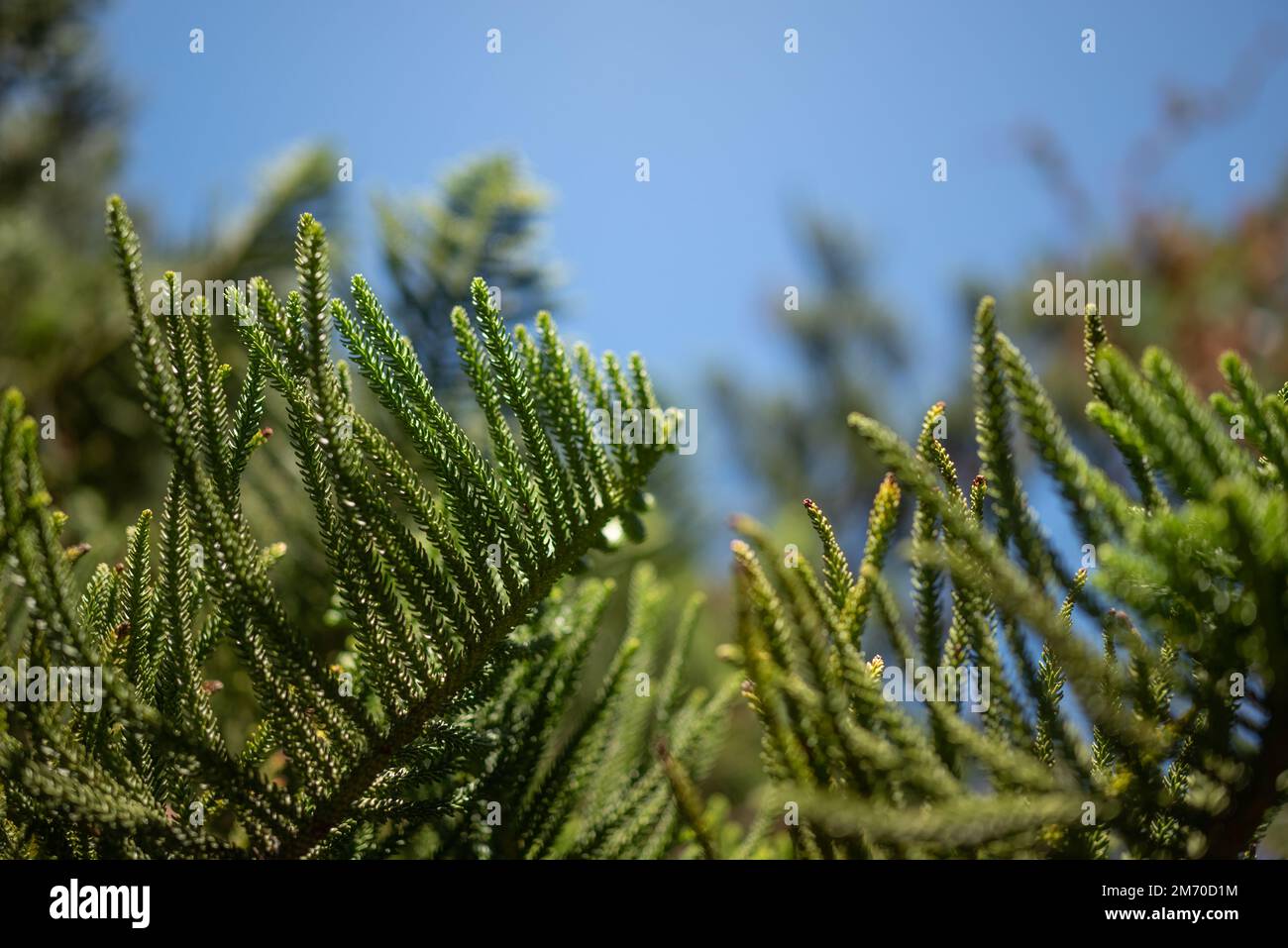 Closeup of needle-like leaves of araucaria columnaris or Cook pine ...
