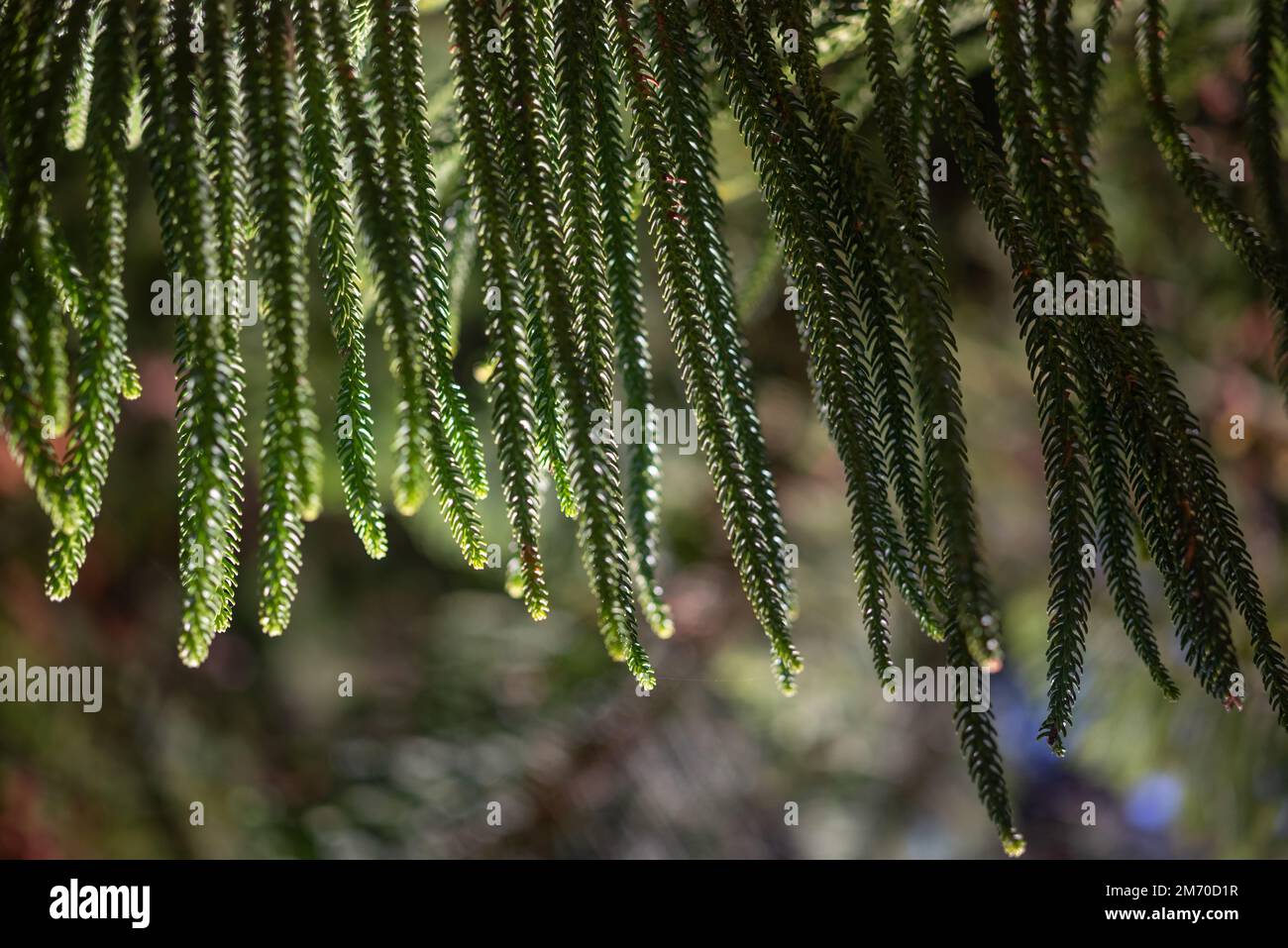 Closeup of needle-like leaves of araucaria columnaris or Cook pine ...
