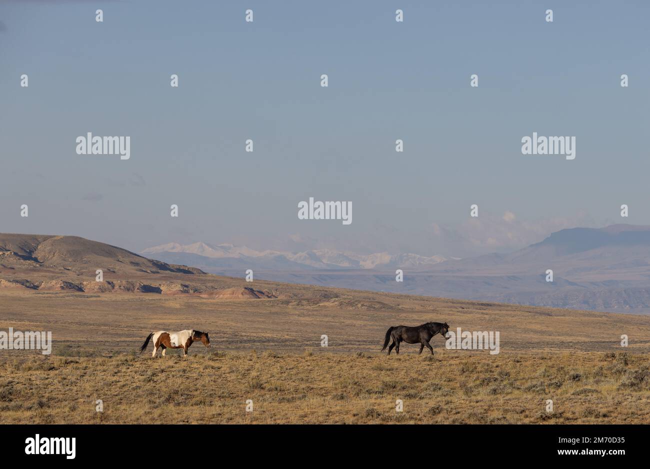 Wild Horses in the Wyoming Desert in Autumn Stock Photo - Alamy