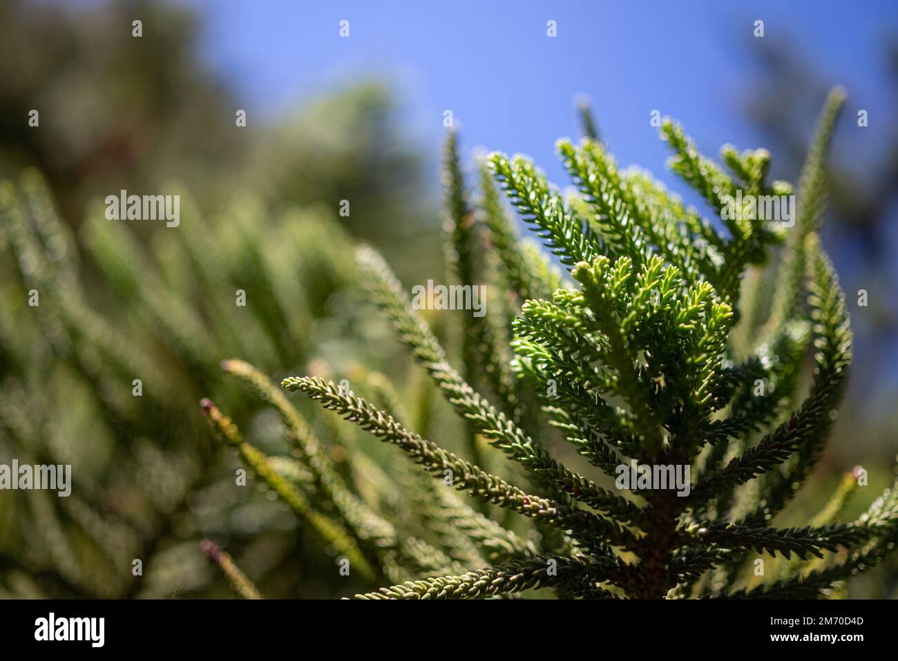 Pine tree branches leaves hi-res stock photography and images - Alamy