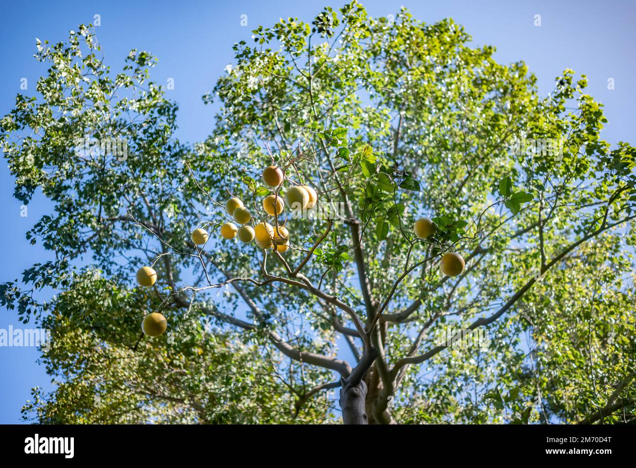 Pomelo tree hi-res stock photography and images - Alamy