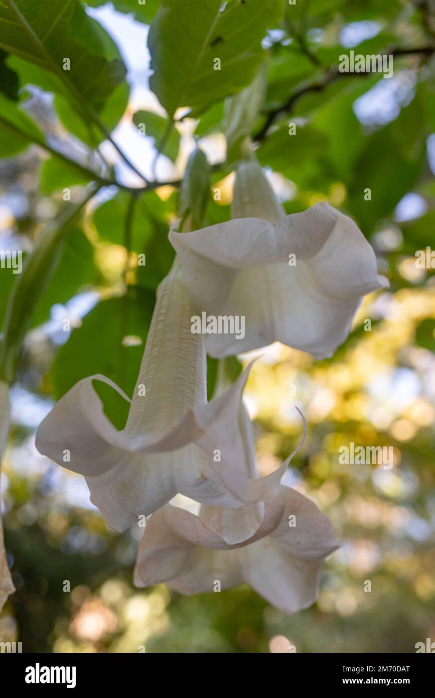 White angel's trumpet on blurred green leaves background Stock Photo - Alamy