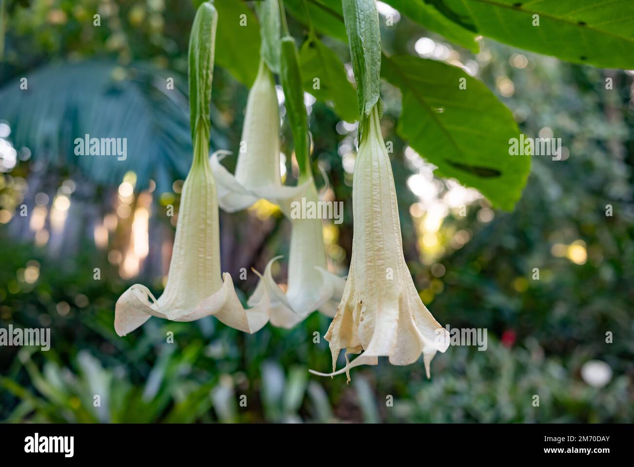White angel's trumpet on blurred green leaves background Stock Photo - Alamy