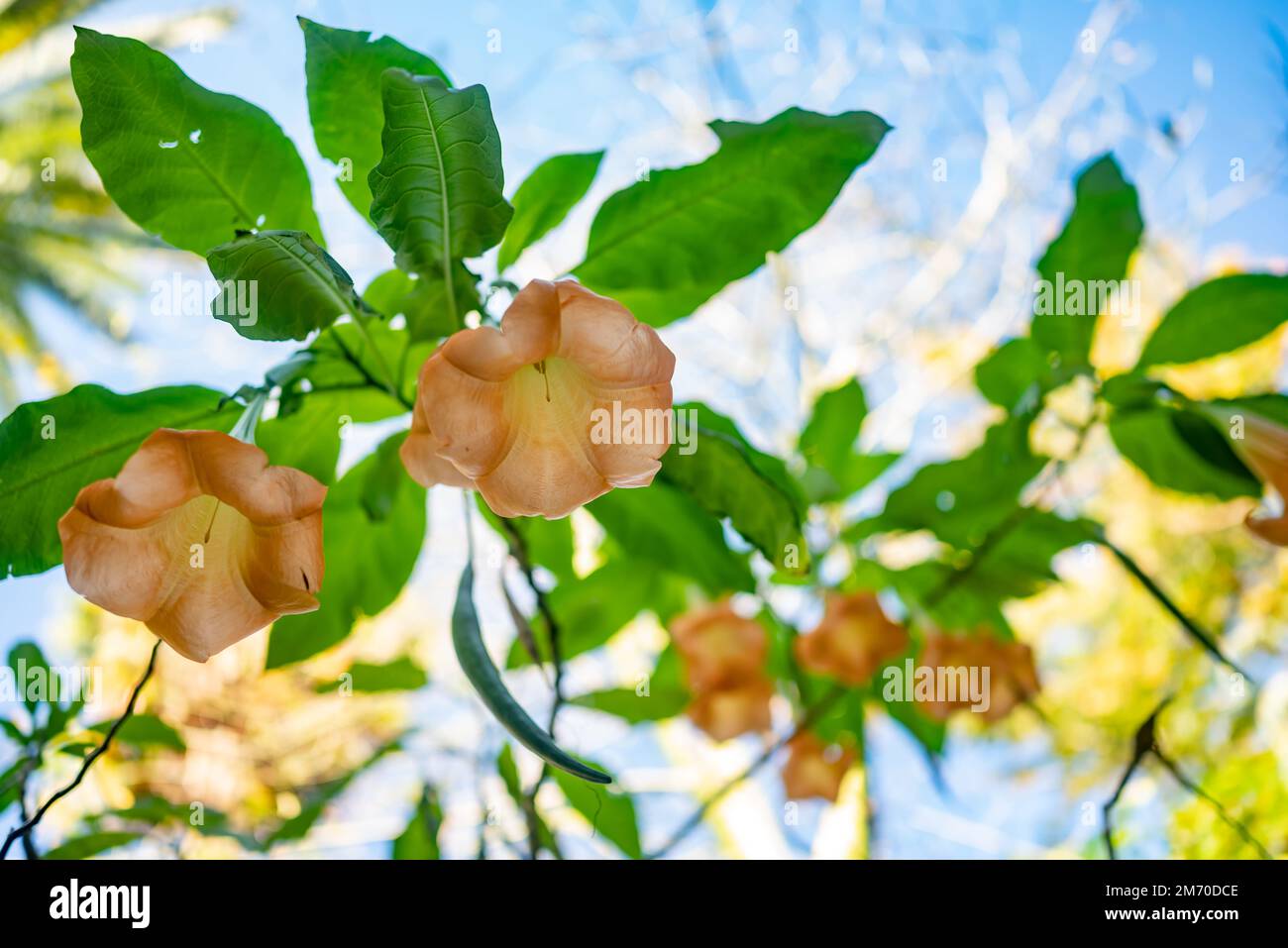 Peach angel's trumpet on blurred green leaves background Stock Photo - Alamy