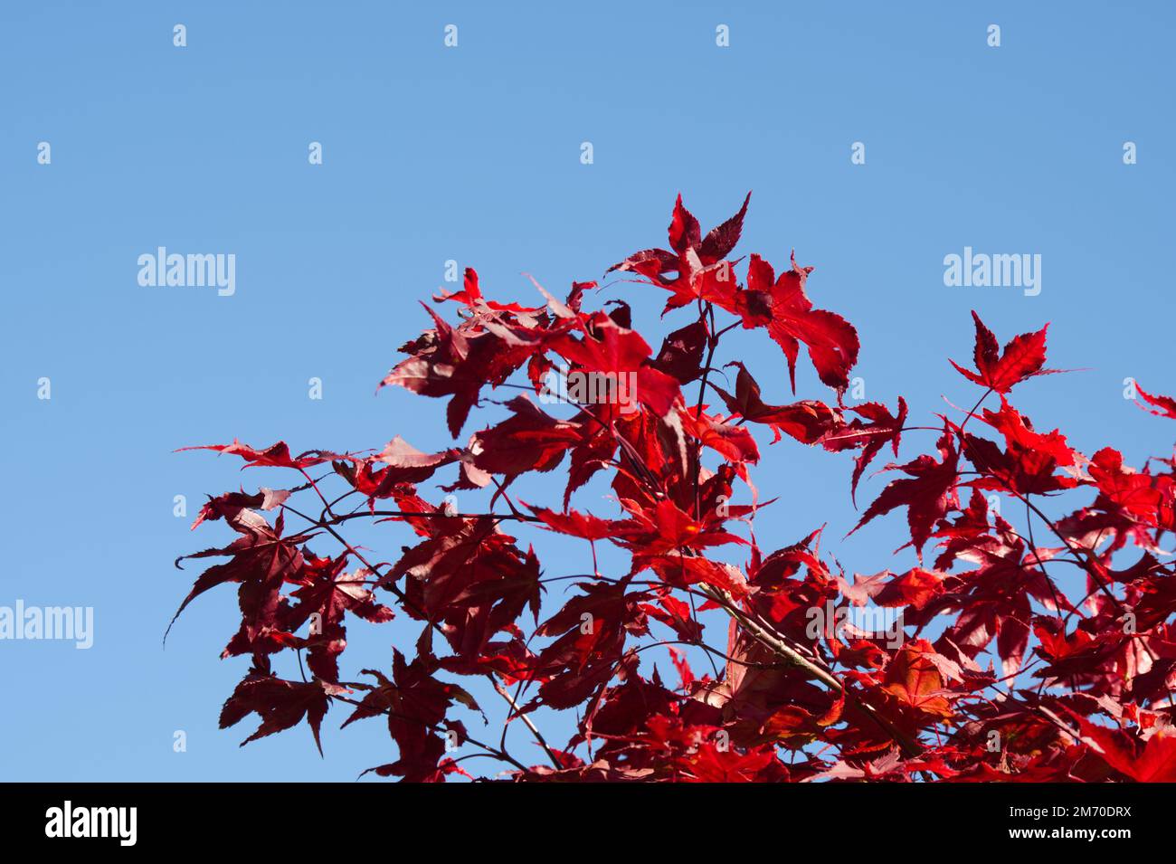 Acer palmatum amber ghost hi-res stock photography and images - Alamy