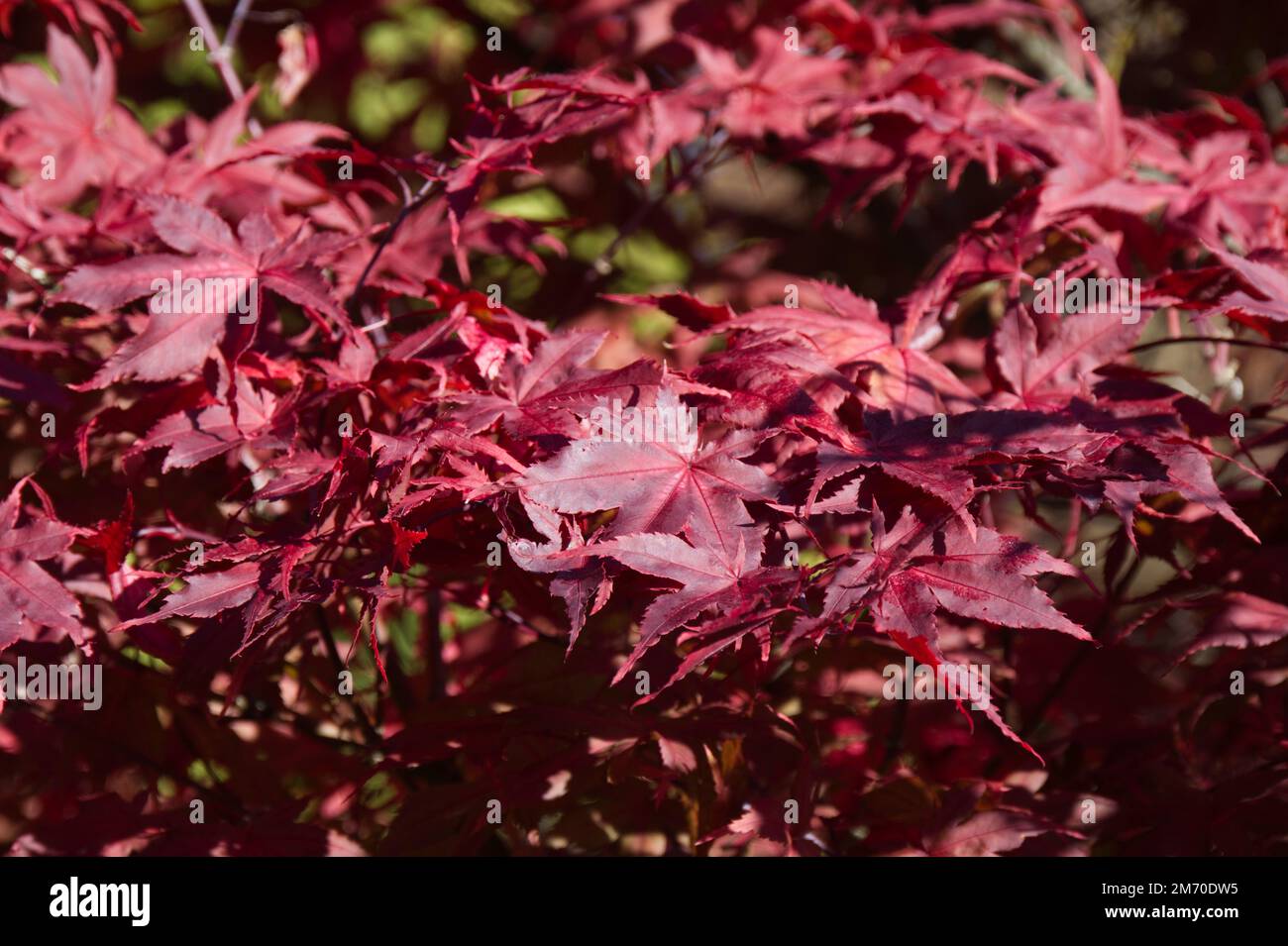 Autumn foliage of Japanese maple acer palmatum amber ghost in UK garden ...