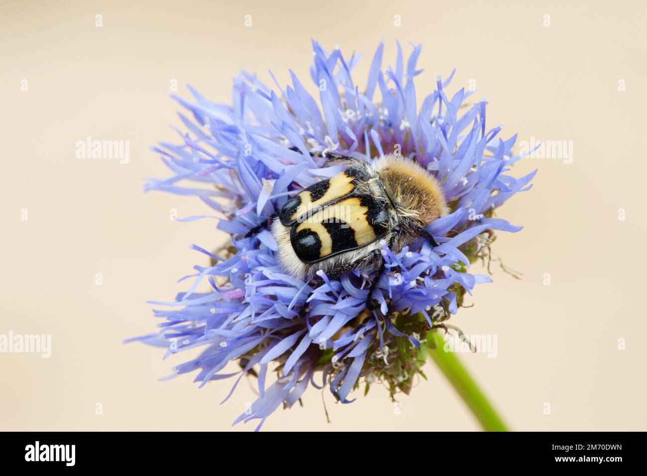 Fluffy black-spotted Bee beetle (Trichius fasciatus) on a flower ...