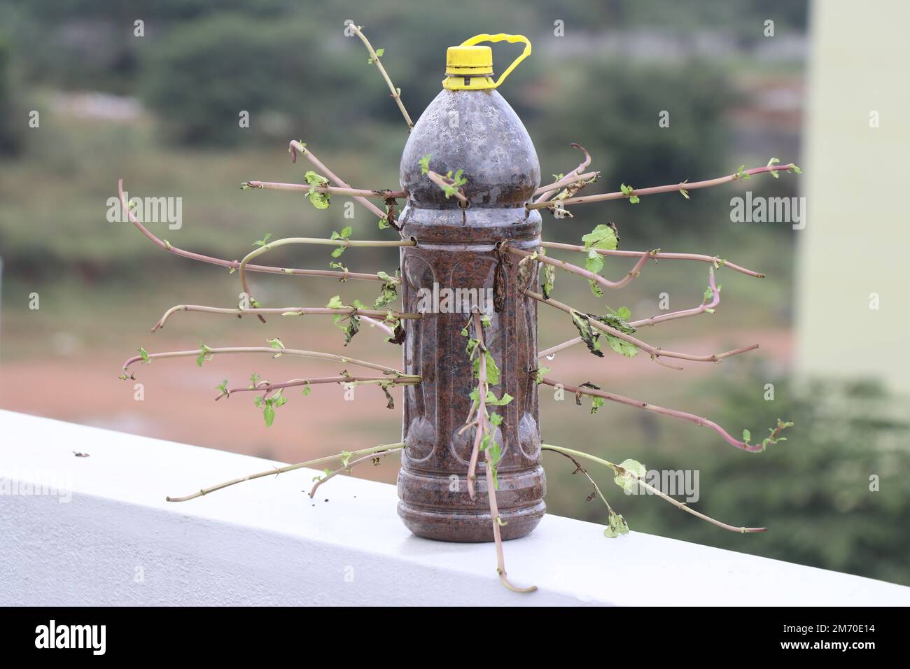 A plastic bottle is reused as a planting pot with some creativity that ...