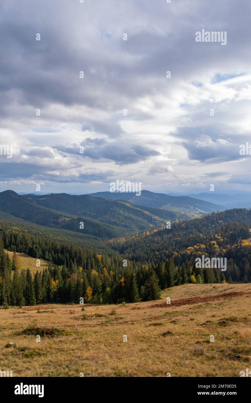 Forest background with spruce trees. Hills covered with coniferous ...