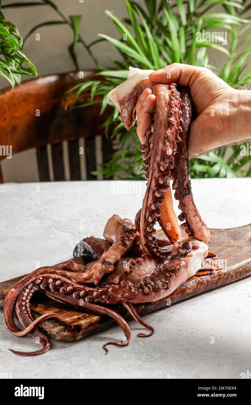 fresh octopus, holding male hands, direct sunlight Stock Photo - Alamy