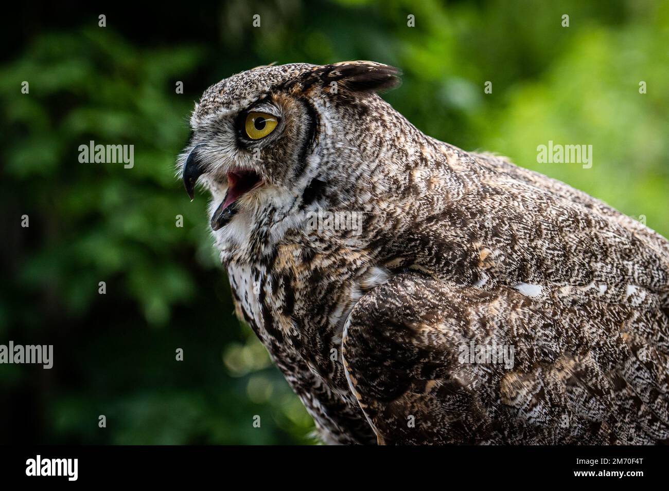 A side view portrait of an Eurasian eagle-owl screaming with blur green ...