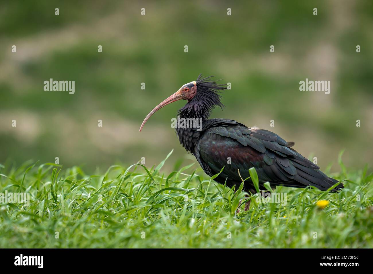 A northern bald ibis standing on the ground among green grass during ...
