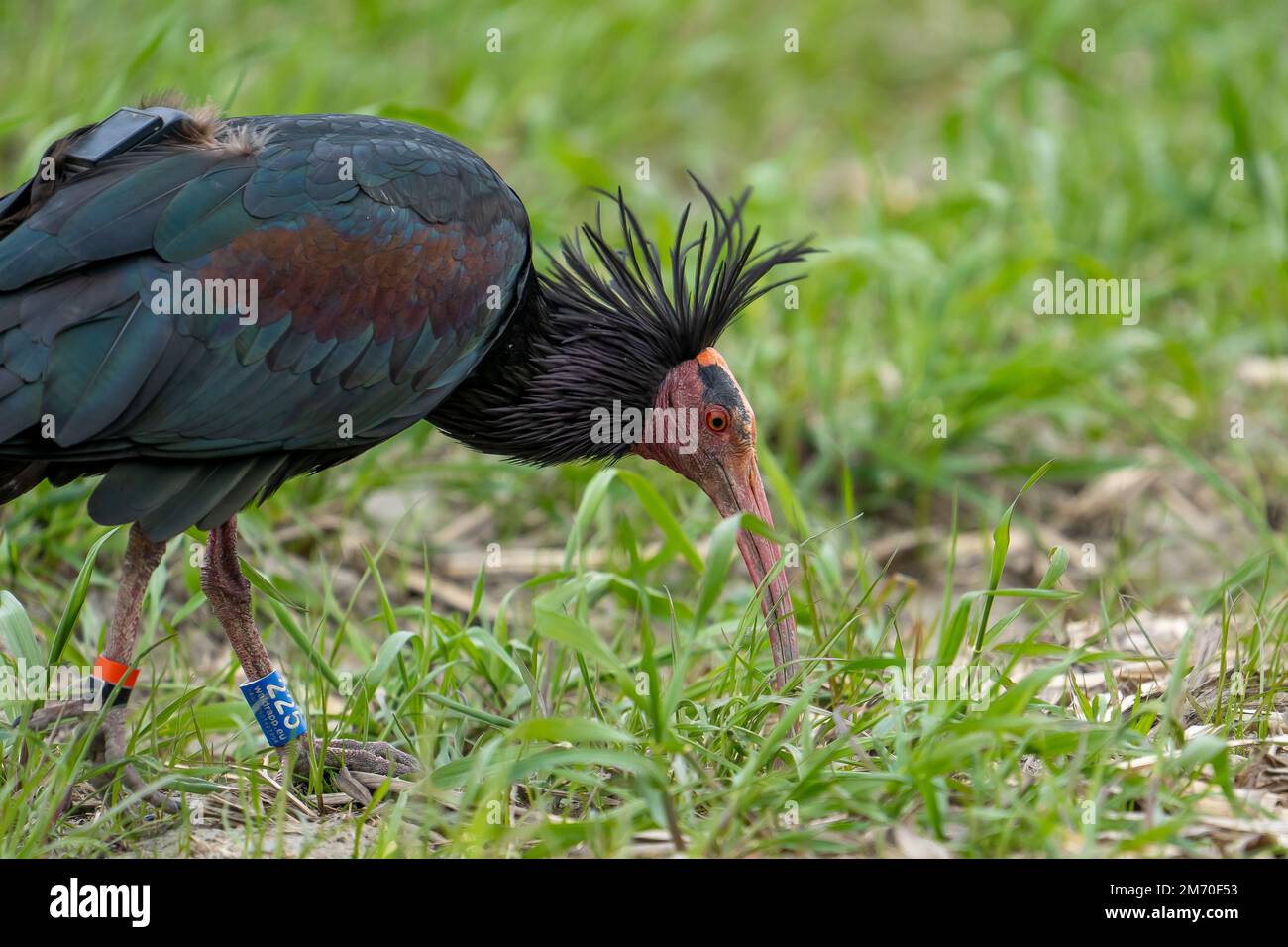 A northern bald ibis looking for food in the ground among green grass ...