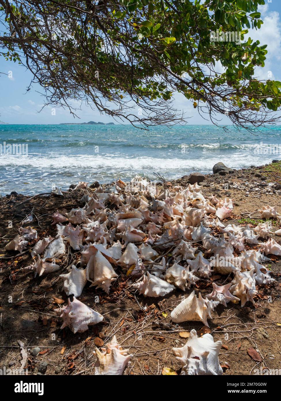 Union Island, Grenadines, Caribbean. Conch shell dump on the causeway ...