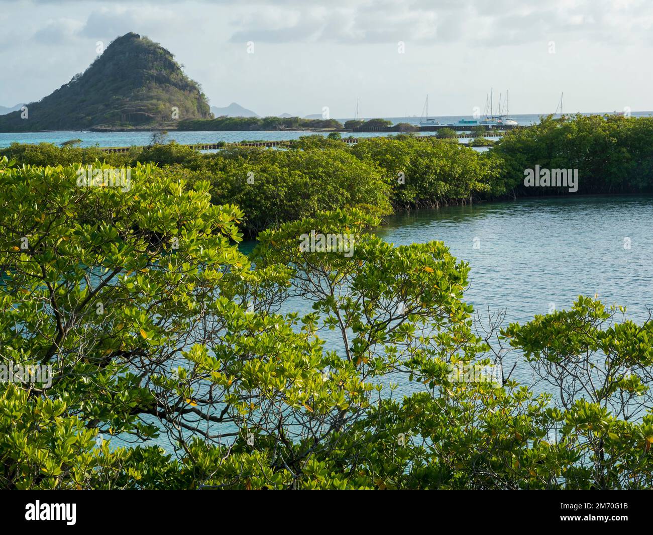 Union Island, Grenadines, Caribbean. Ashton Lagoon, mangrove swamp and ...