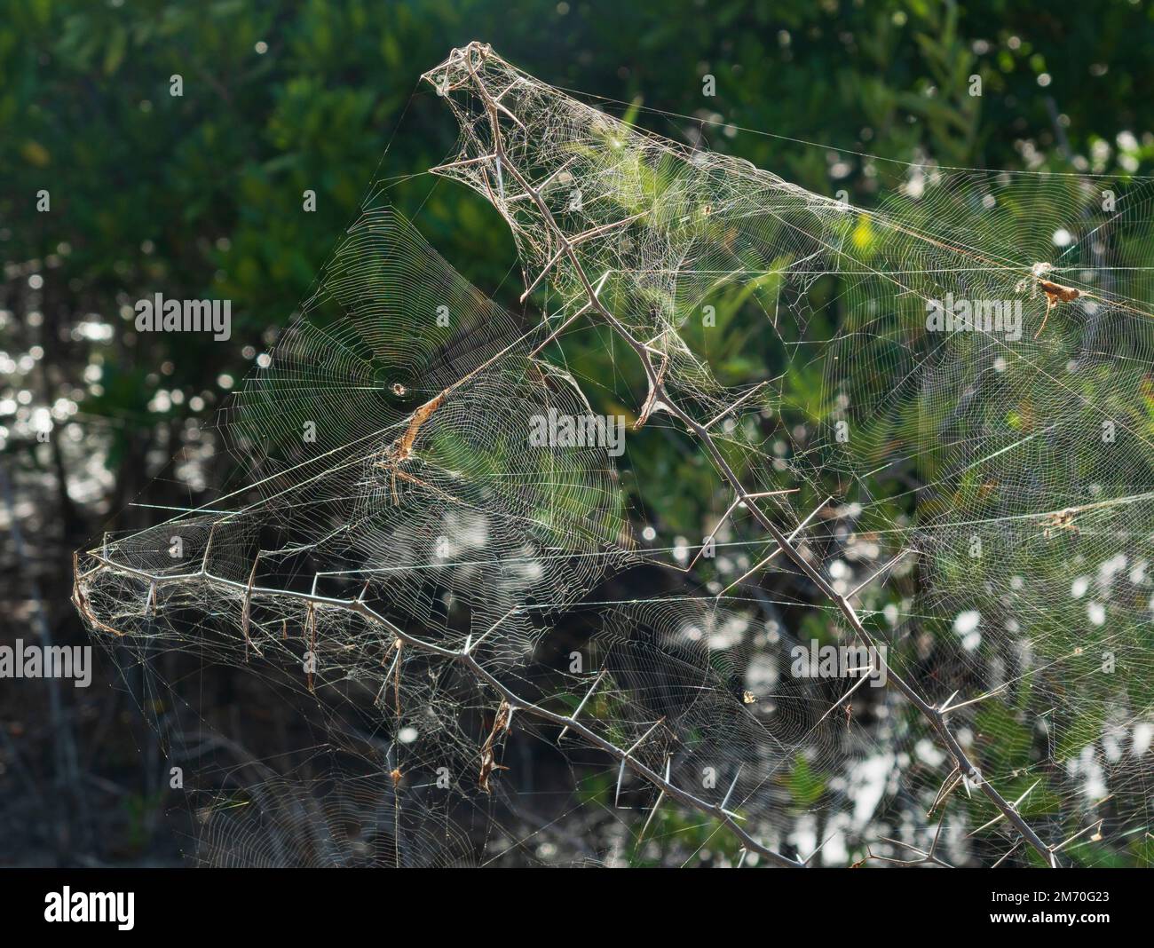 Union Island, Grenadines, Caribbean. Ashton Lagoon, mangrove swamp and ...