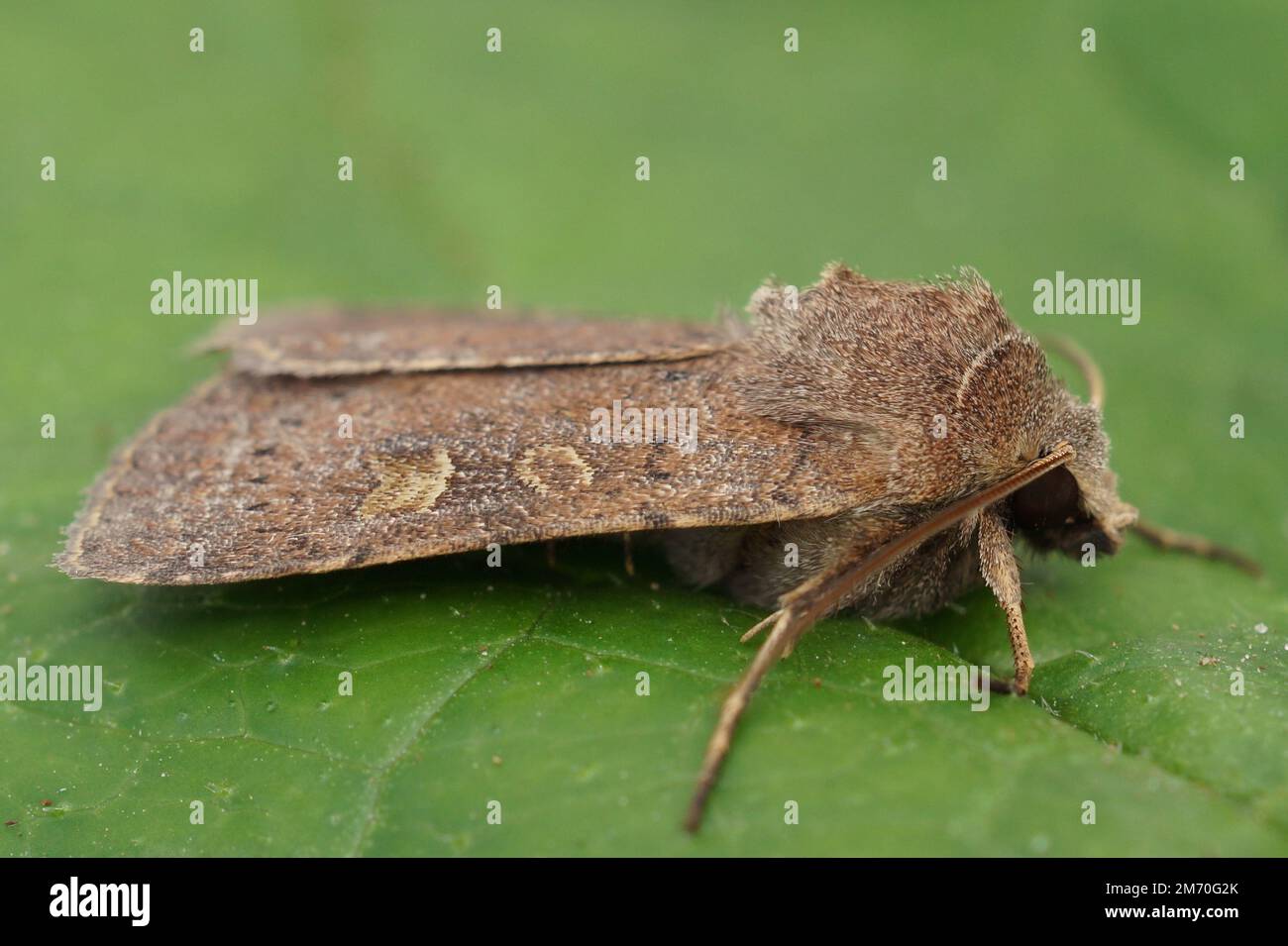 Xestia moth hi-res stock photography and images - Alamy