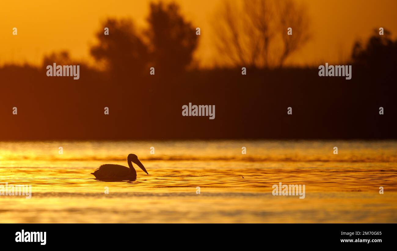 pelicans in the Danube Delta at sunrise in romania Stock Photo - Alamy