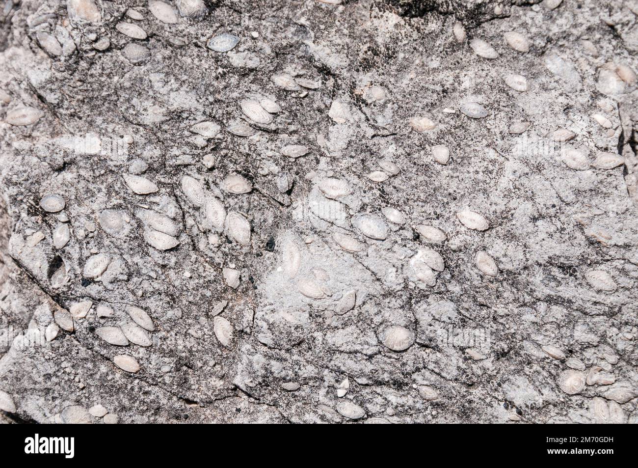 fossils near Claramunt Castle, Pobla de Claramunt, Catalonia, Spain ...