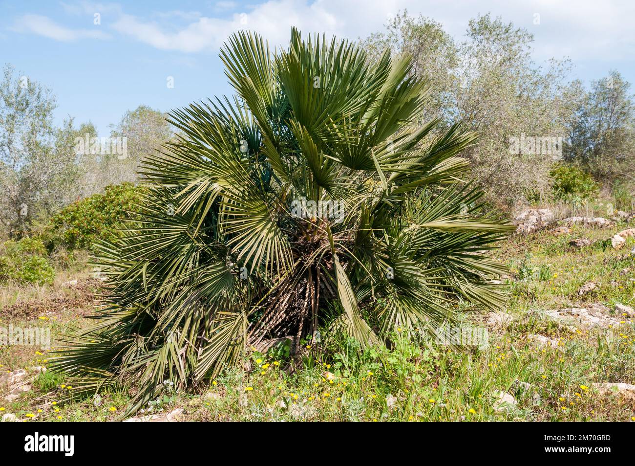 Margallo chamaerops humilis hi-res stock photography and images - Alamy