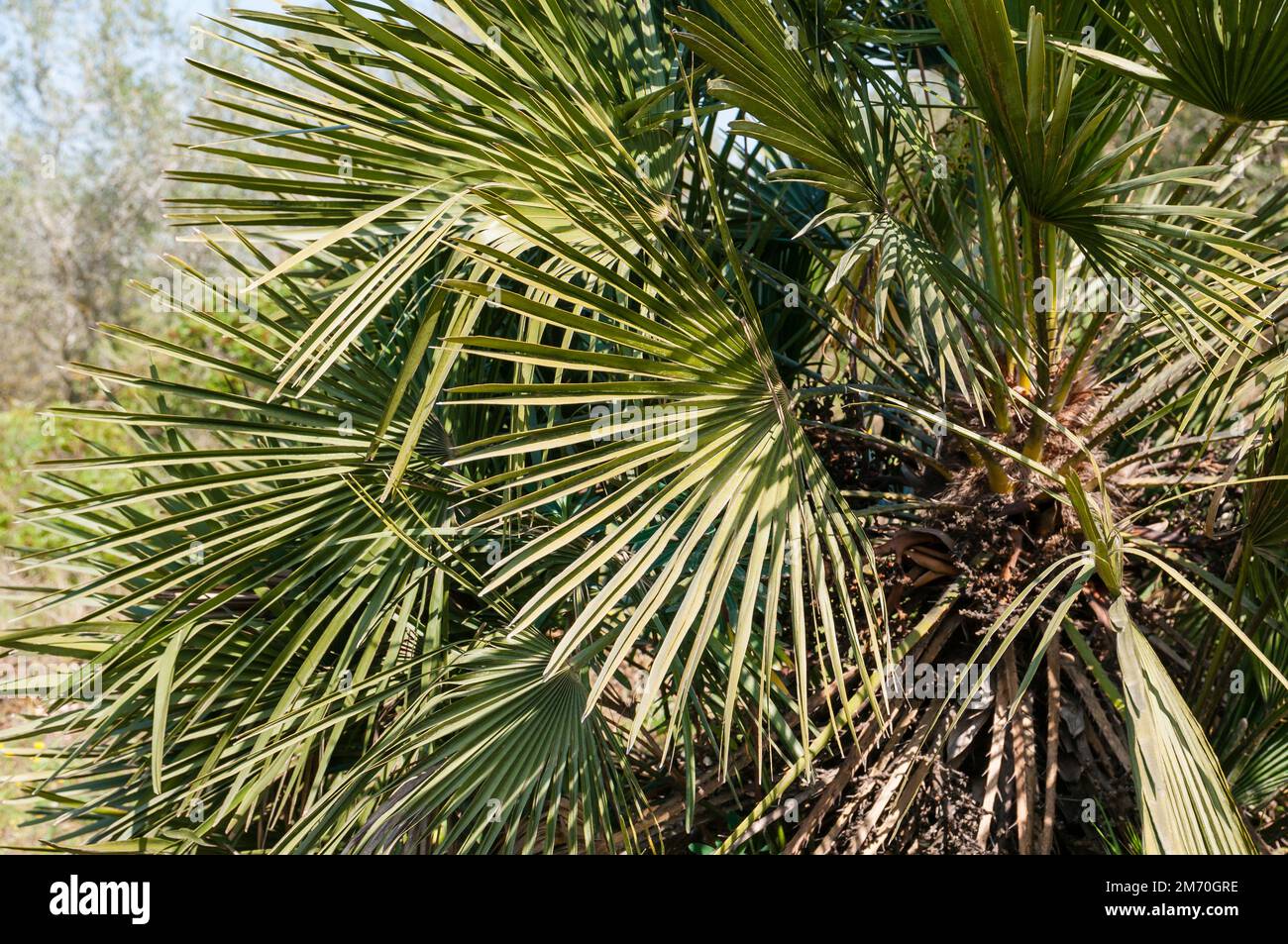 Margallo chamaerops humilis hi-res stock photography and images - Alamy