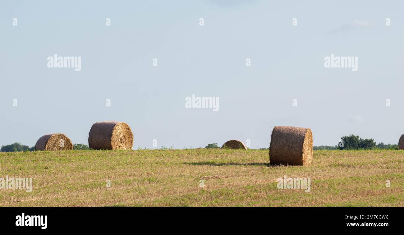 Haystack in the meadow.Round straw bales on a field after grain harvest ...