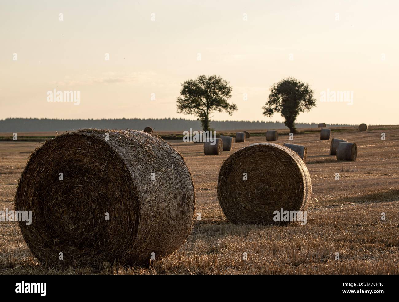 Haystack in the meadow.Round straw bales on a field after grain harvest ...