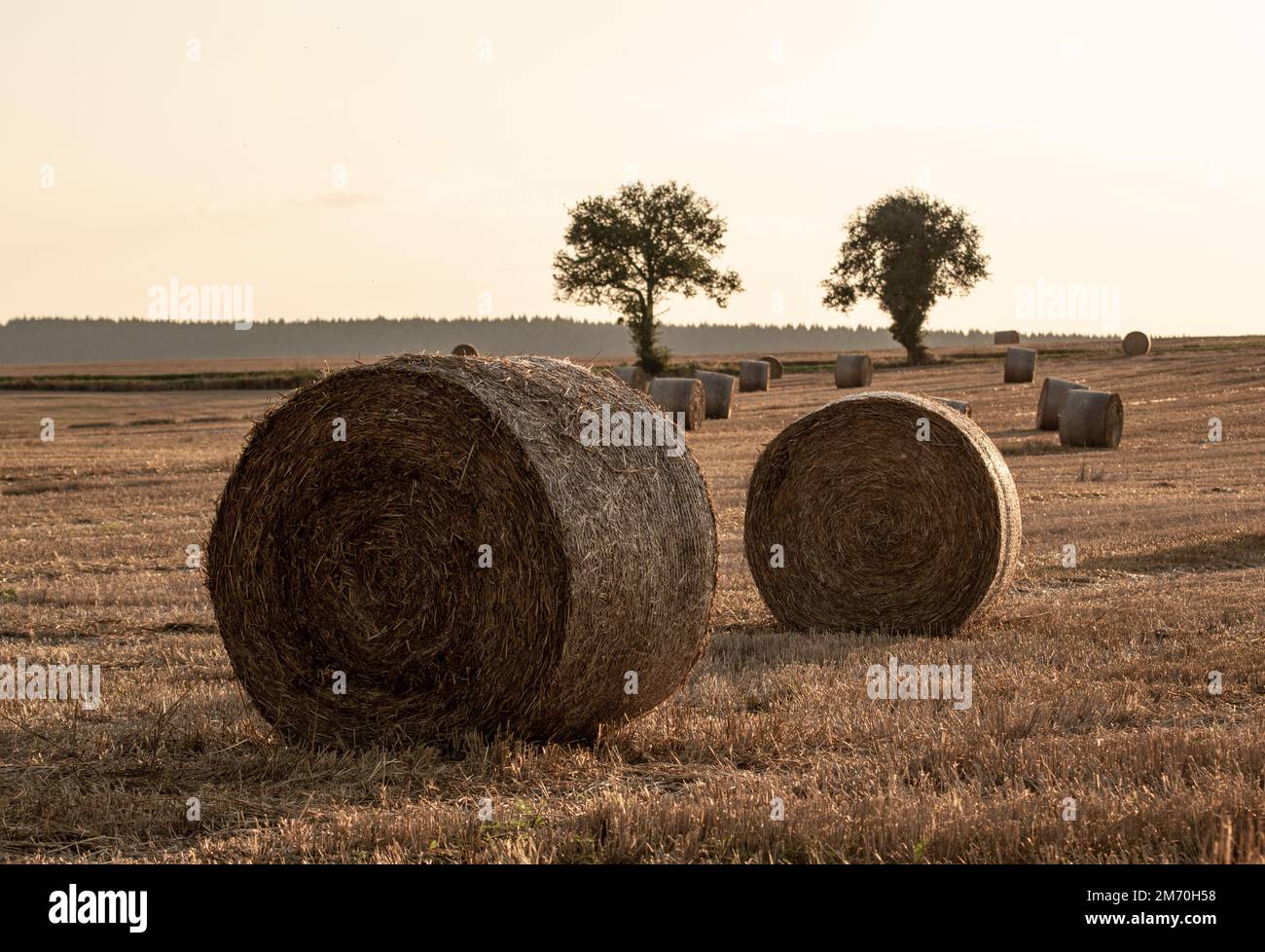 Beautiful hay field with round stacks against the sunny hi-res stock ...