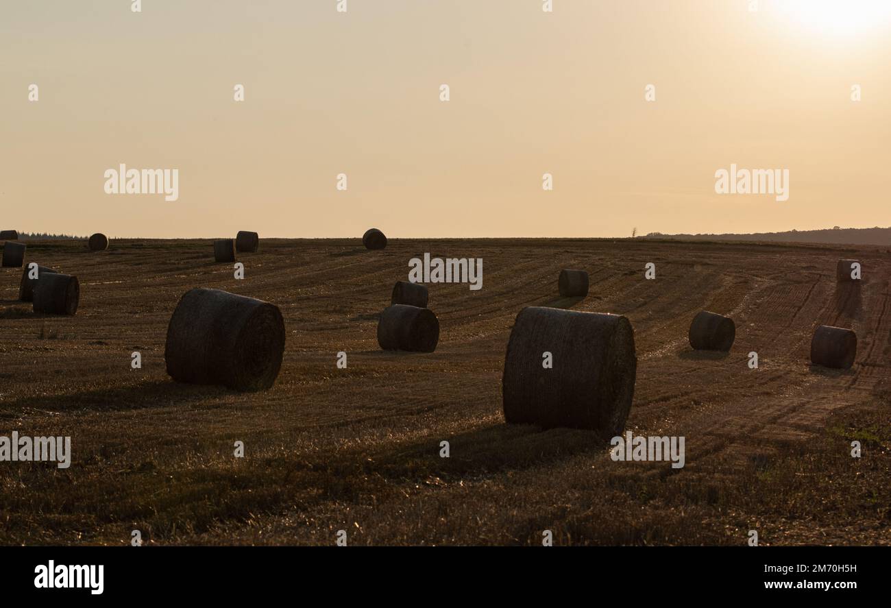 Beautiful hay field with round stacks against the sunny hi-res stock ...